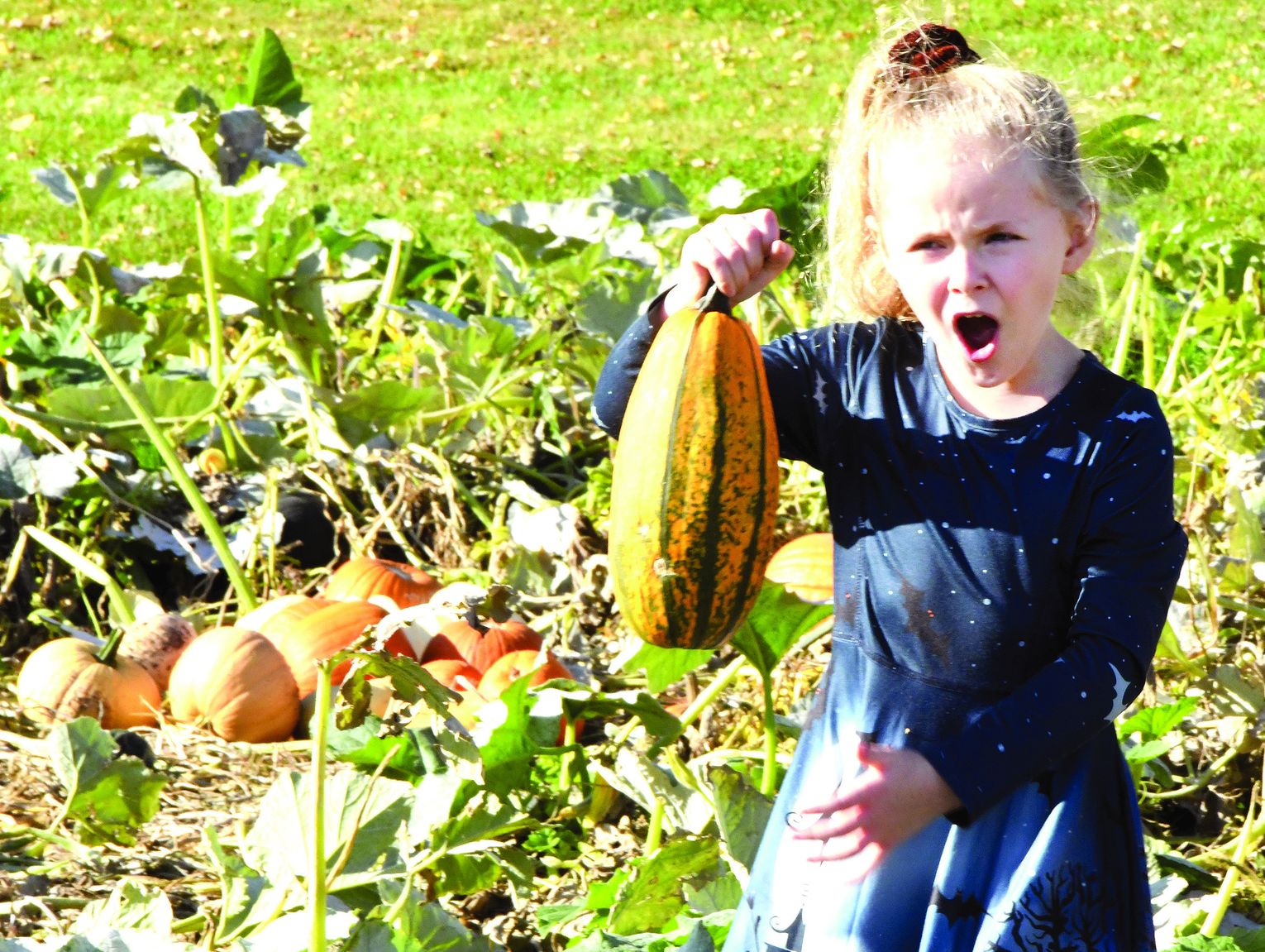 Panthers in the pumpkin patch